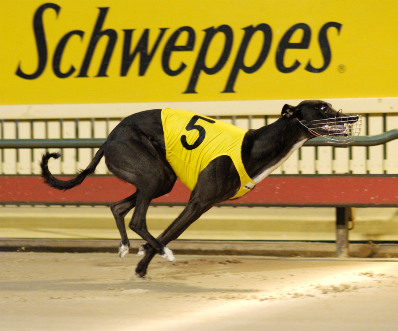 2001 Top Gun Field – History of Greyhound Racing in Australia