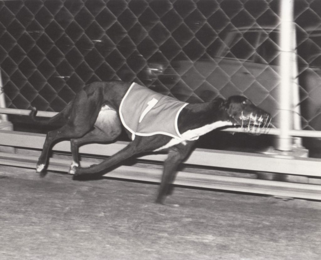 Ed Tucker – History of Greyhound Racing in Australia