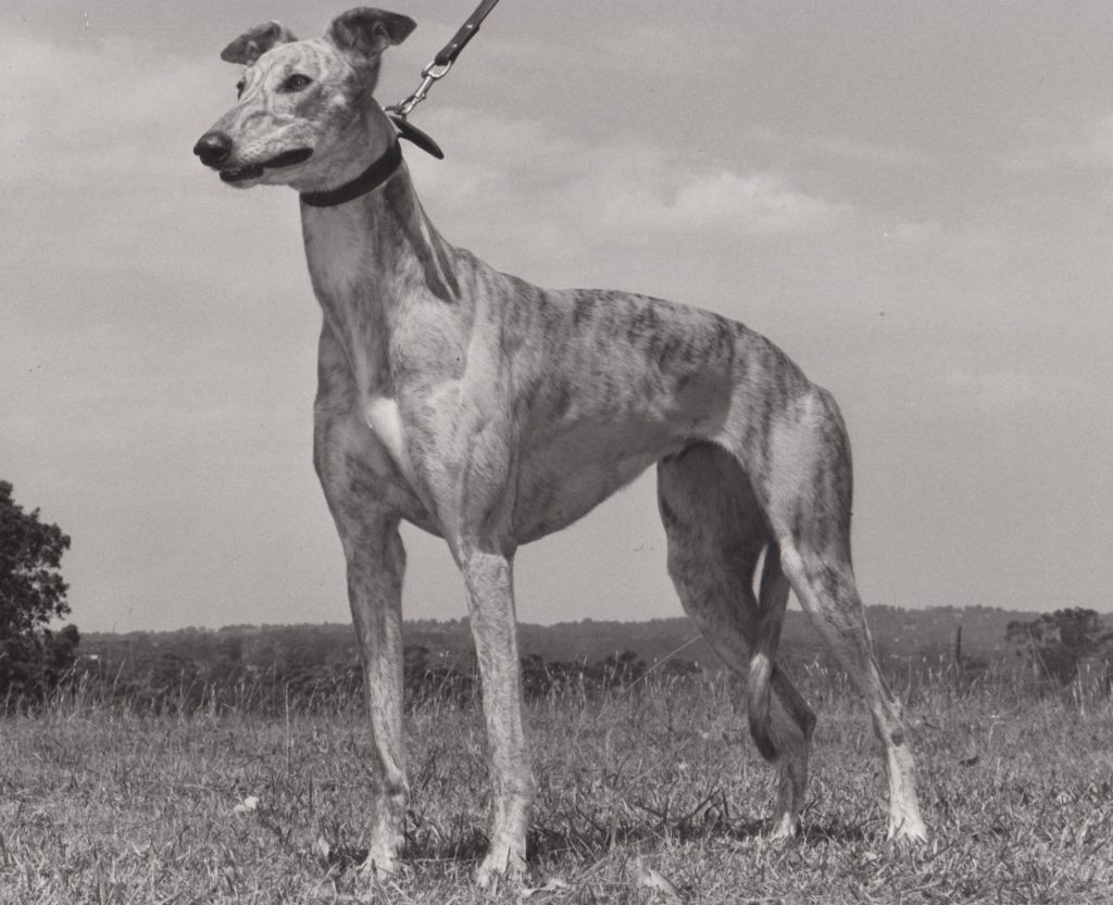 Gold Guild – History of Greyhound Racing in Australia