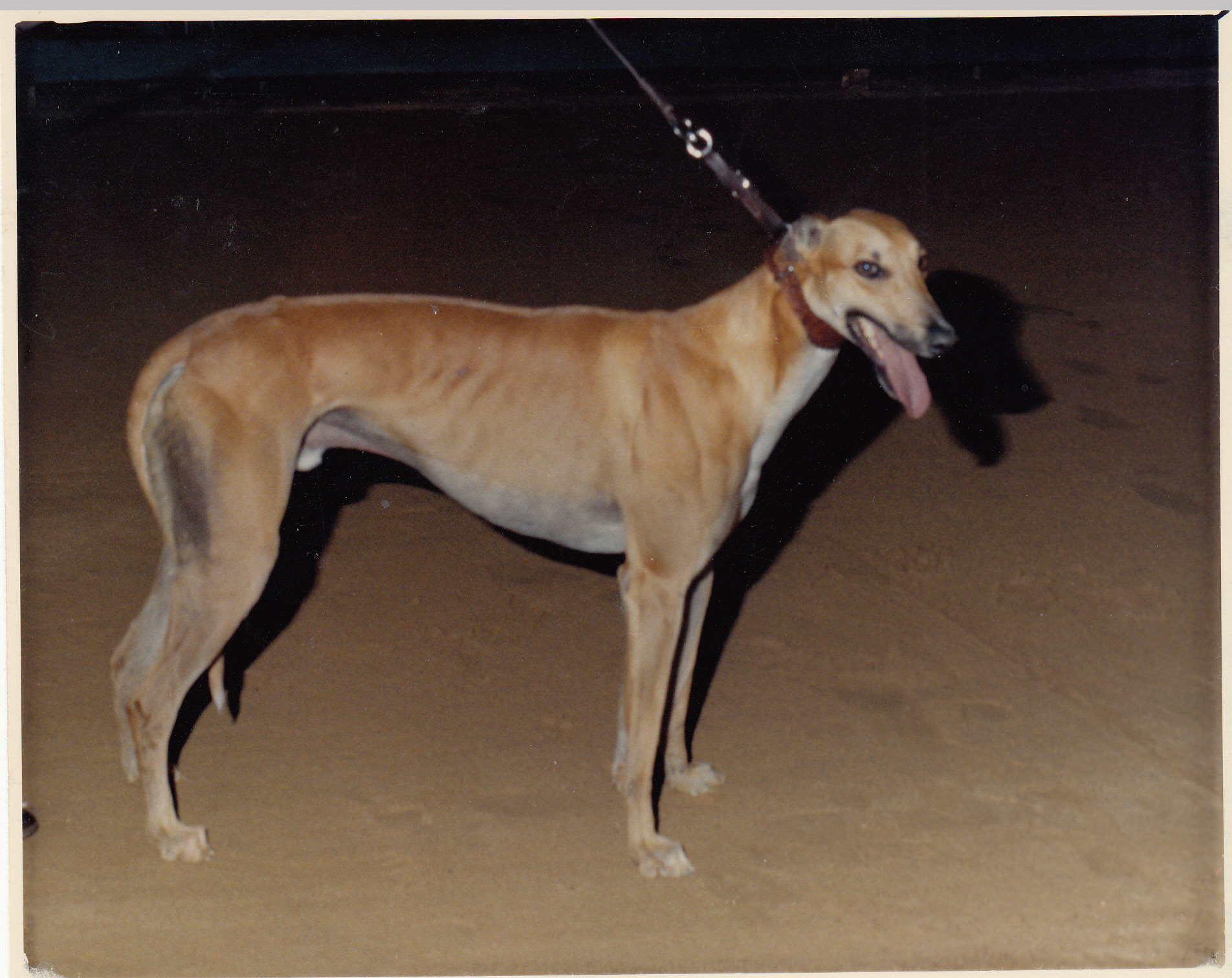 Tangaloa Melbourne Cup 83