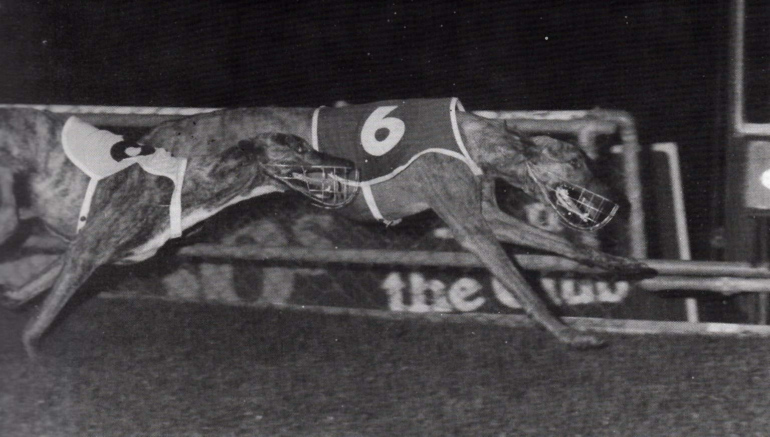 Pretty Fearless – History of Greyhound Racing in Australia