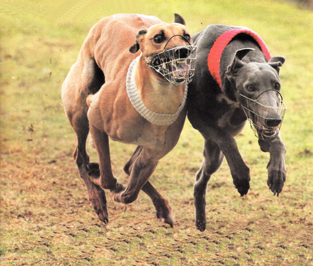 SA Dog Racing Control Board – History of Greyhound Racing in Australia