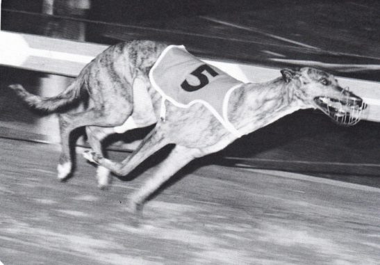 Flying Amy